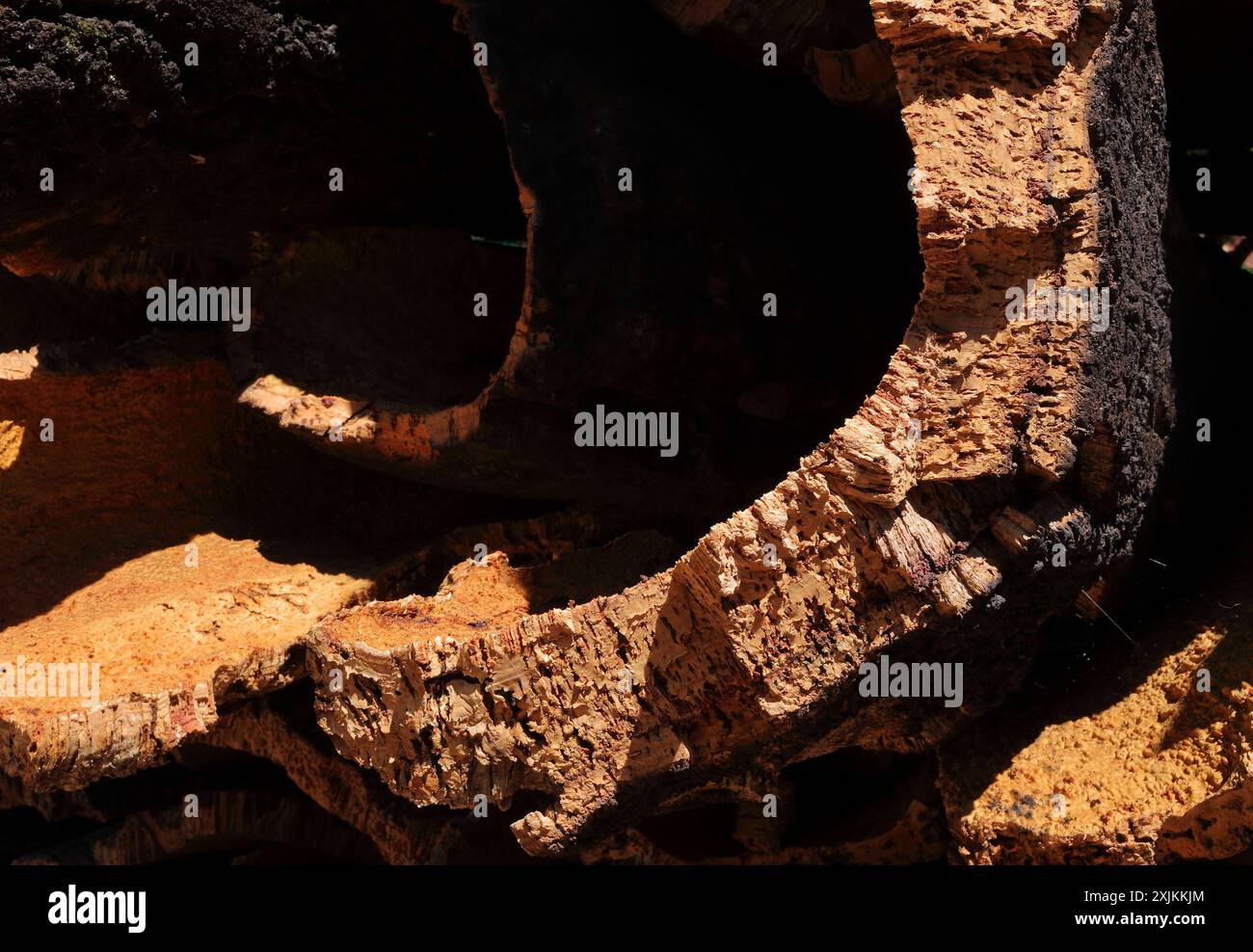 Portugal, Algarve. Recently harvested cork oak bark drying in the ...