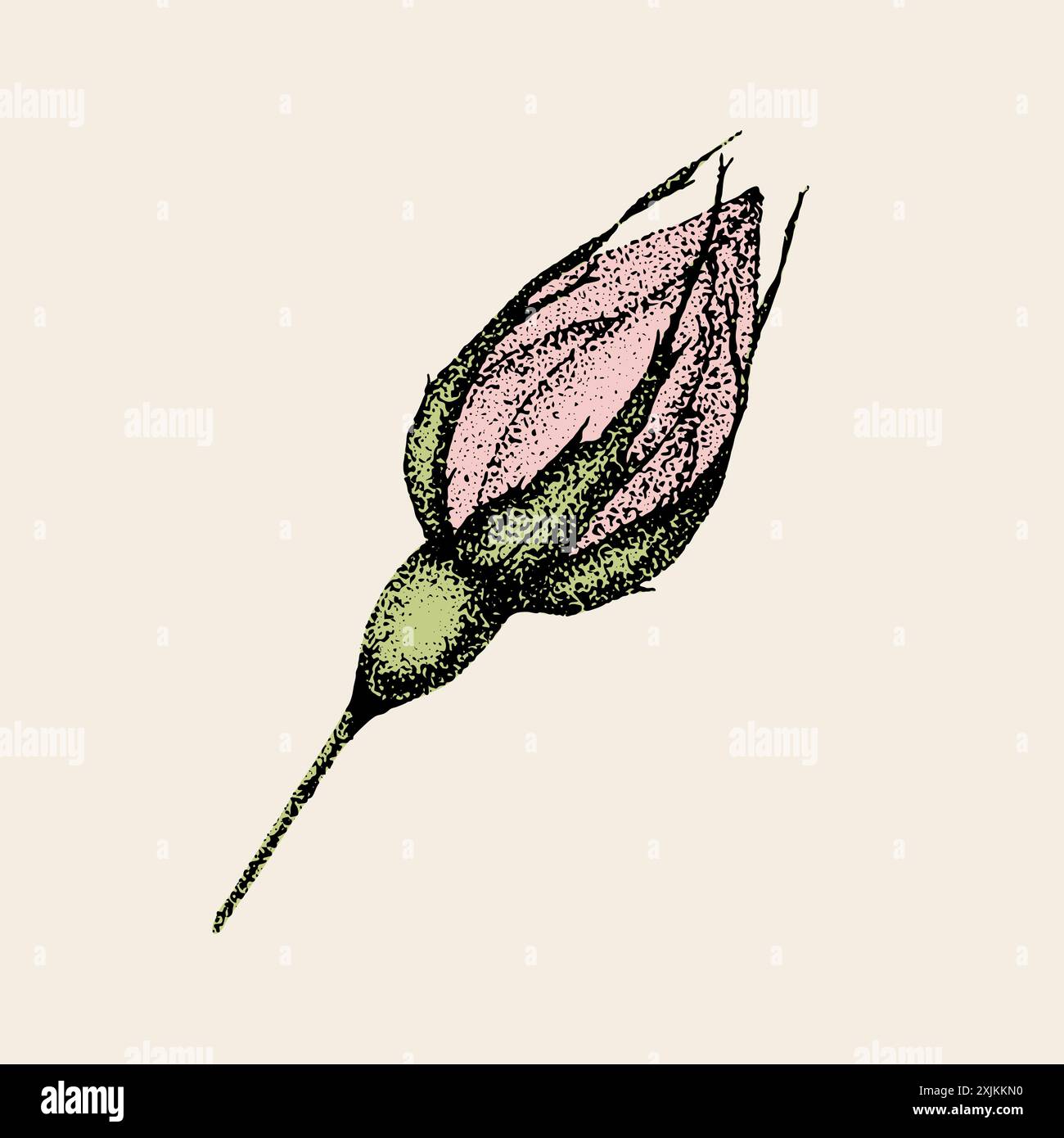 Wild rose flowers drawing and sketch with pointillism on white ...