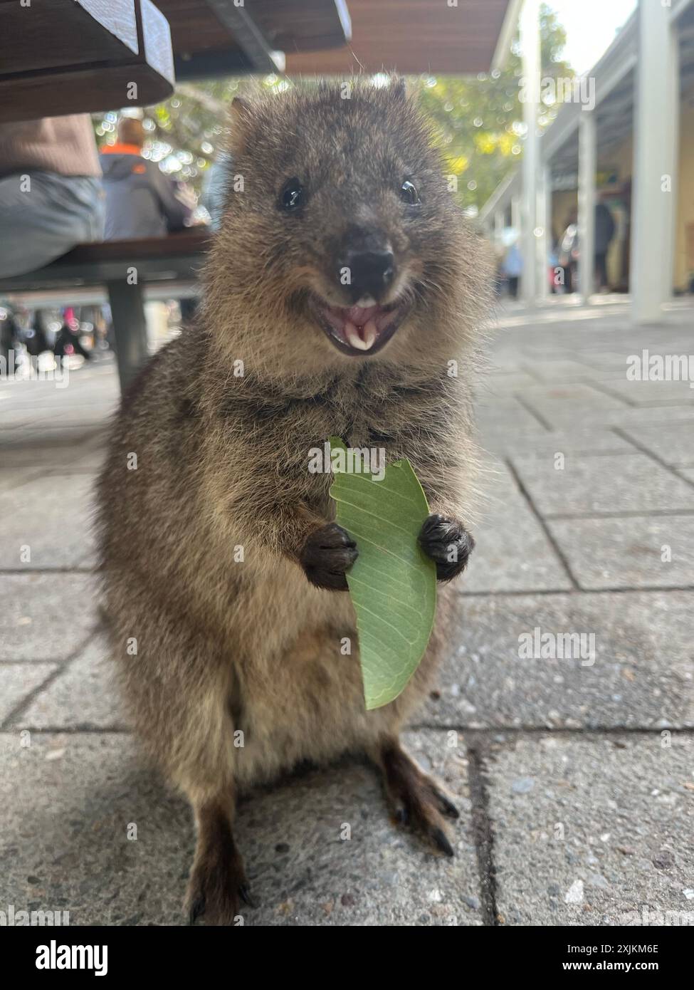 Smiling Wonders: The Enchanting Quokkas of Rottnest Island - OL2556966 ...