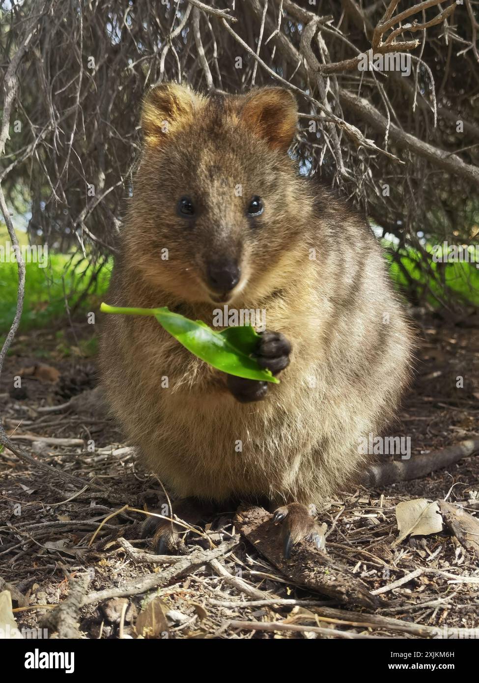 Photogenic quokka hi-res stock photography and images - Alamy