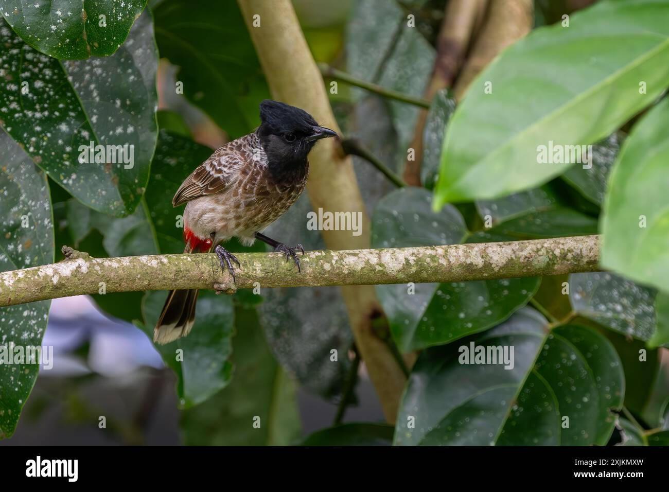 Red-vented Bulbul - Pycnonotus cafer, beautiful common perching bird ...