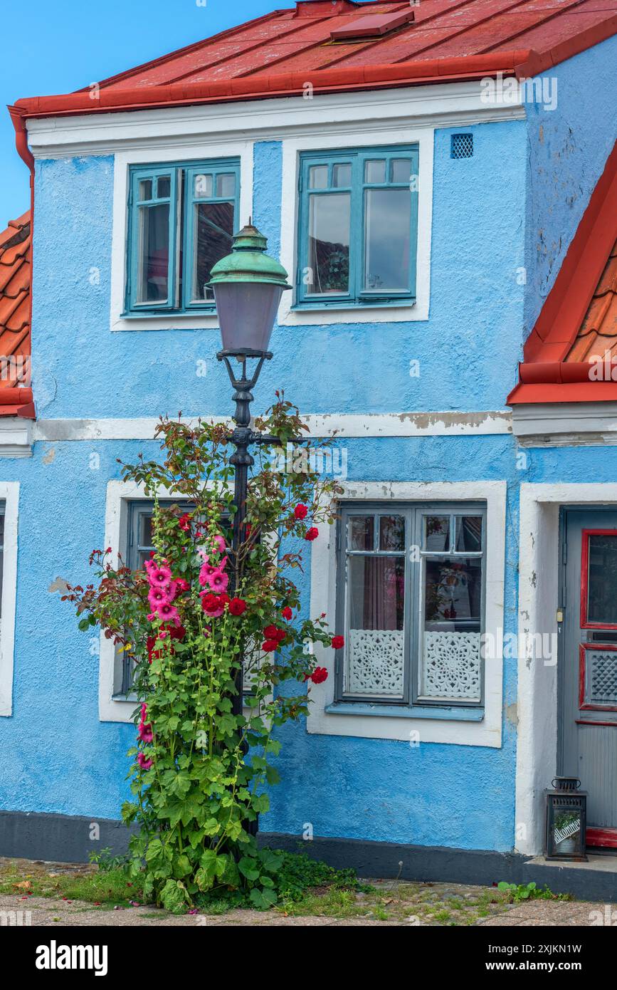 Hollyhocks (Alcea rosea) and roses at a blue house in a small street in ...