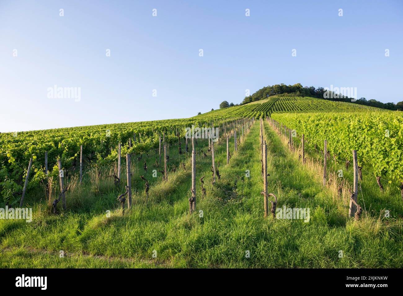 Vineyard at Korber Kopf is grubbed up due to uneconomical conditions ...