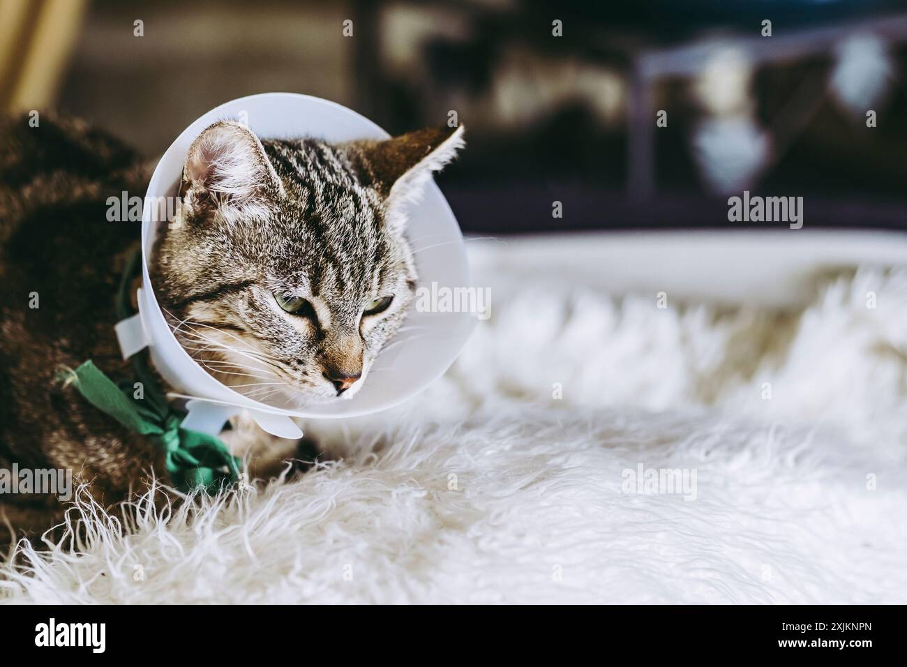 Young sick tabby cat wearing a collar - Feline veterinary care Stock ...