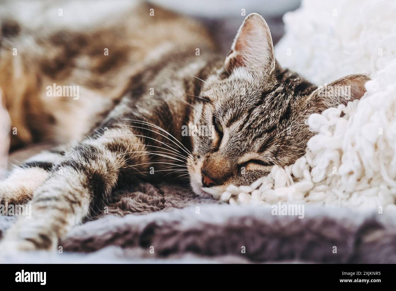 Portrait of an adorable gray and beige tabby kitten at home Stock Photo ...