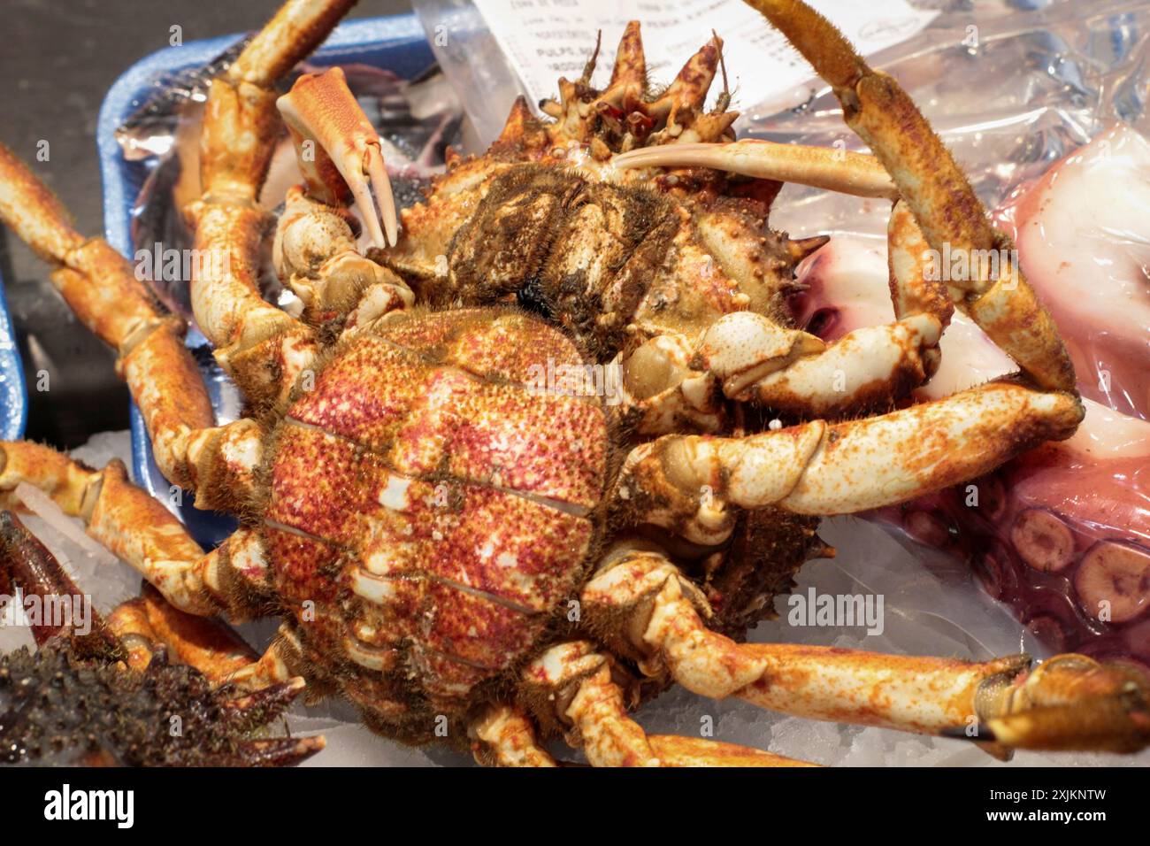 Spider crab displayed on the counter of a fishmonger's counter of a ...