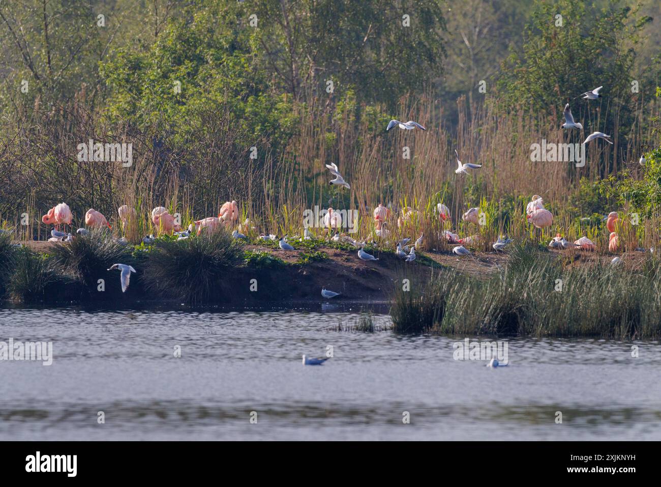 German flamingo hi-res stock photography and images - Alamy