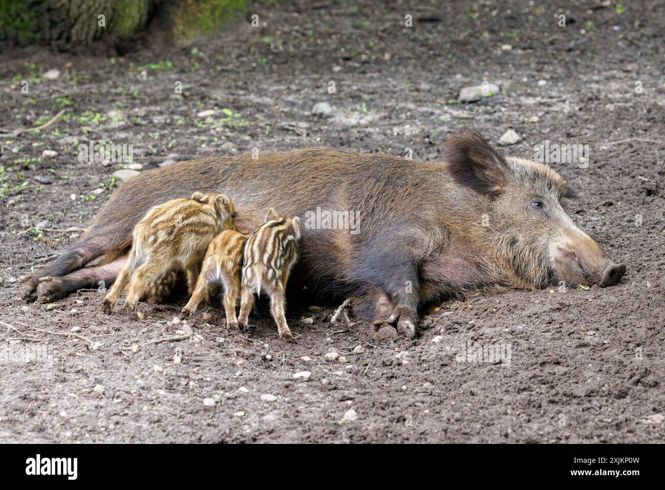 Central european wild boars hi-res stock photography and images - Alamy