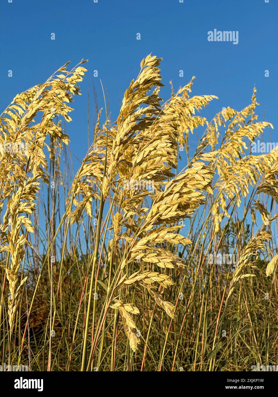 Sea Oats growing in a coastal landscape in the Outer Banks Stock Photo ...