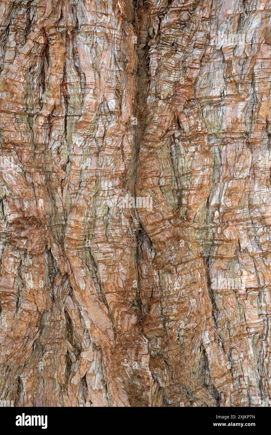 Bark of a sequoia tree (Sequoiadendron giganteum), full-size ...