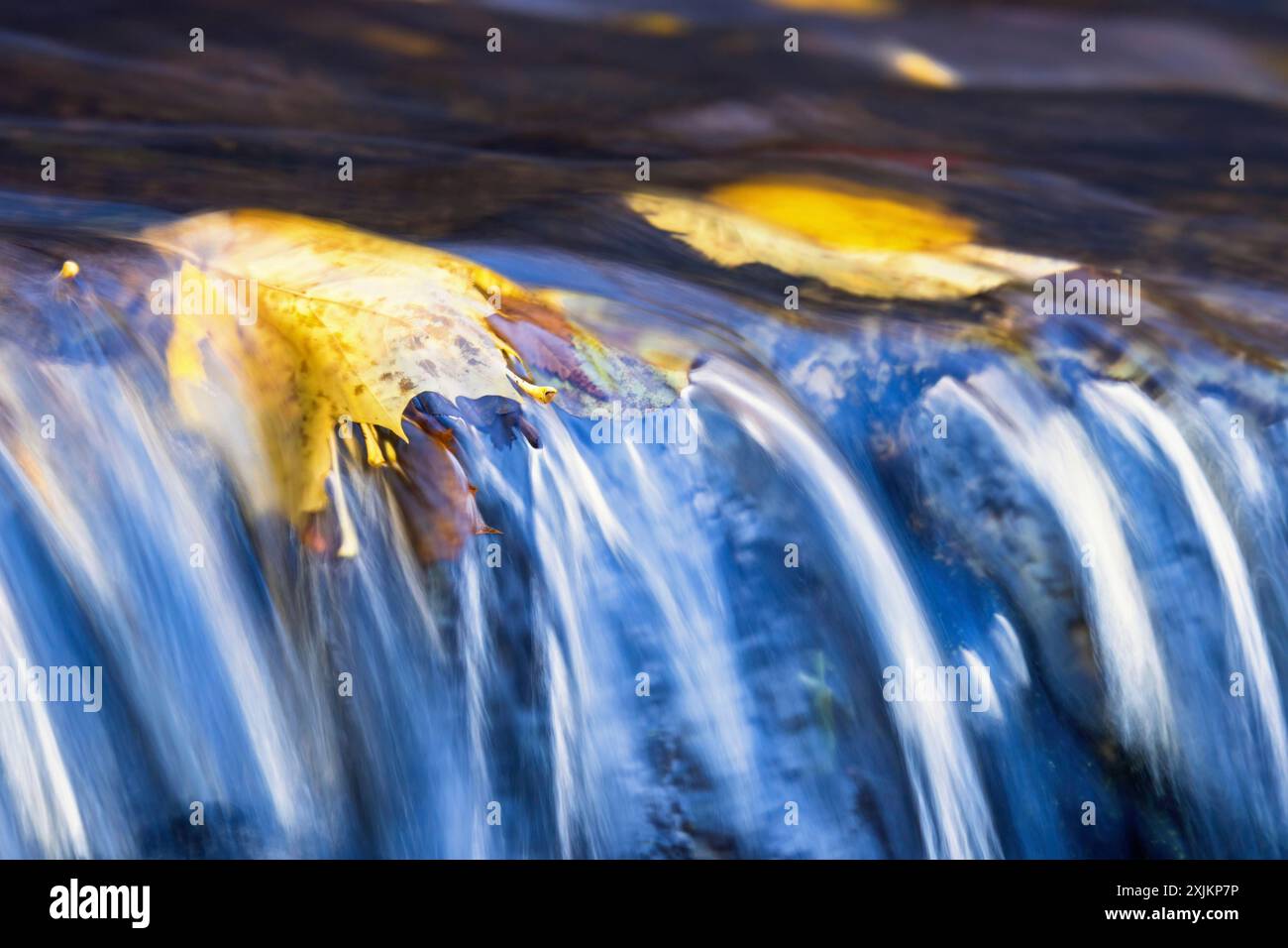 Autumn leaf floating in river hi-res stock photography and images - Alamy