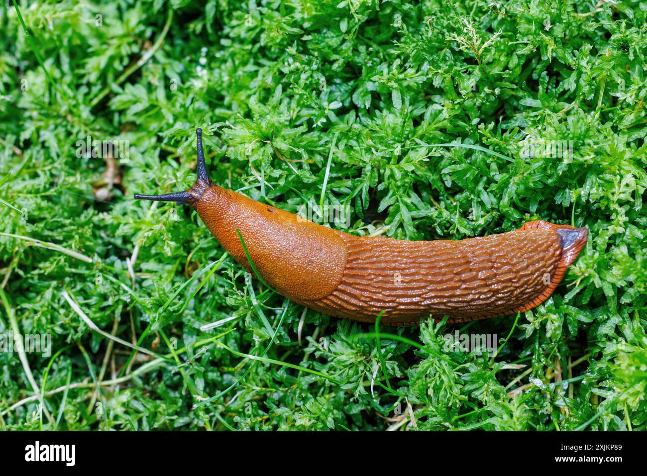 Red slug (Arion rufus), Germany Stock Photo - Alamy