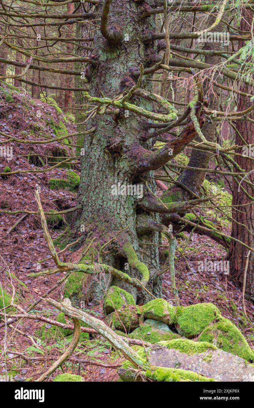 Old spruce tree with gnarled branches and green moss in a old growth ...