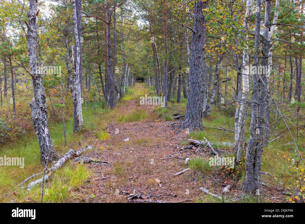 Long straight forest path in a peatbog with pine and birch trees in ...