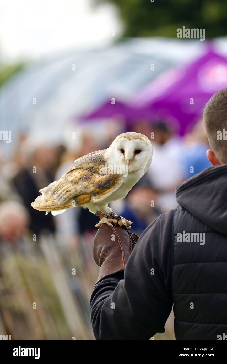 Captive bred Barn Owl (Tito alba) at a display ground Stock Photo - Alamy