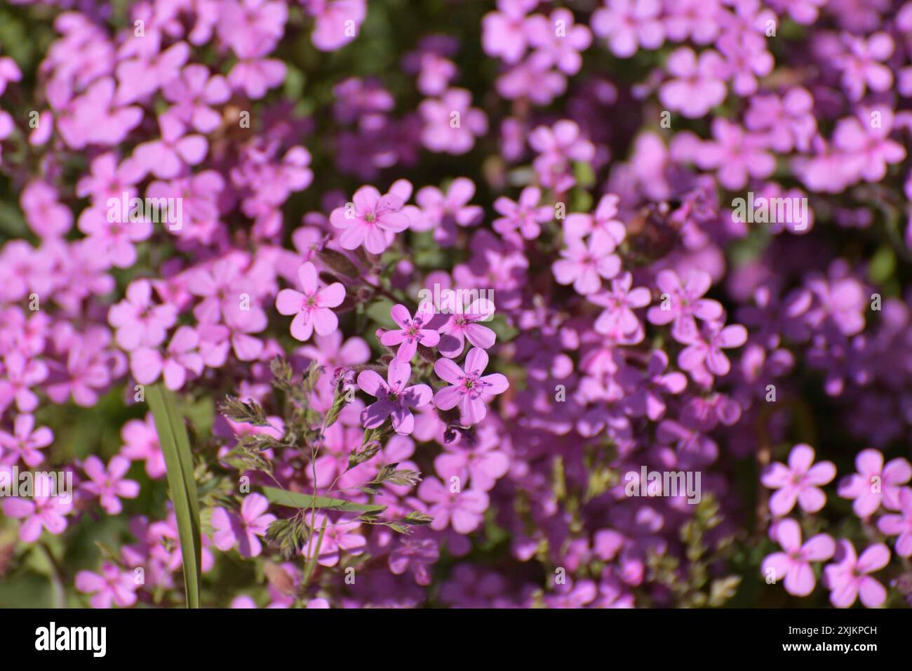 Pink abundantly blooming Saponaria ocymoides Stock Photo - Alamy