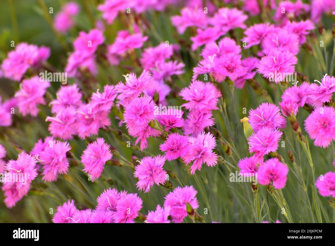 Pink carnation hi-res stock photography and images - Alamy
