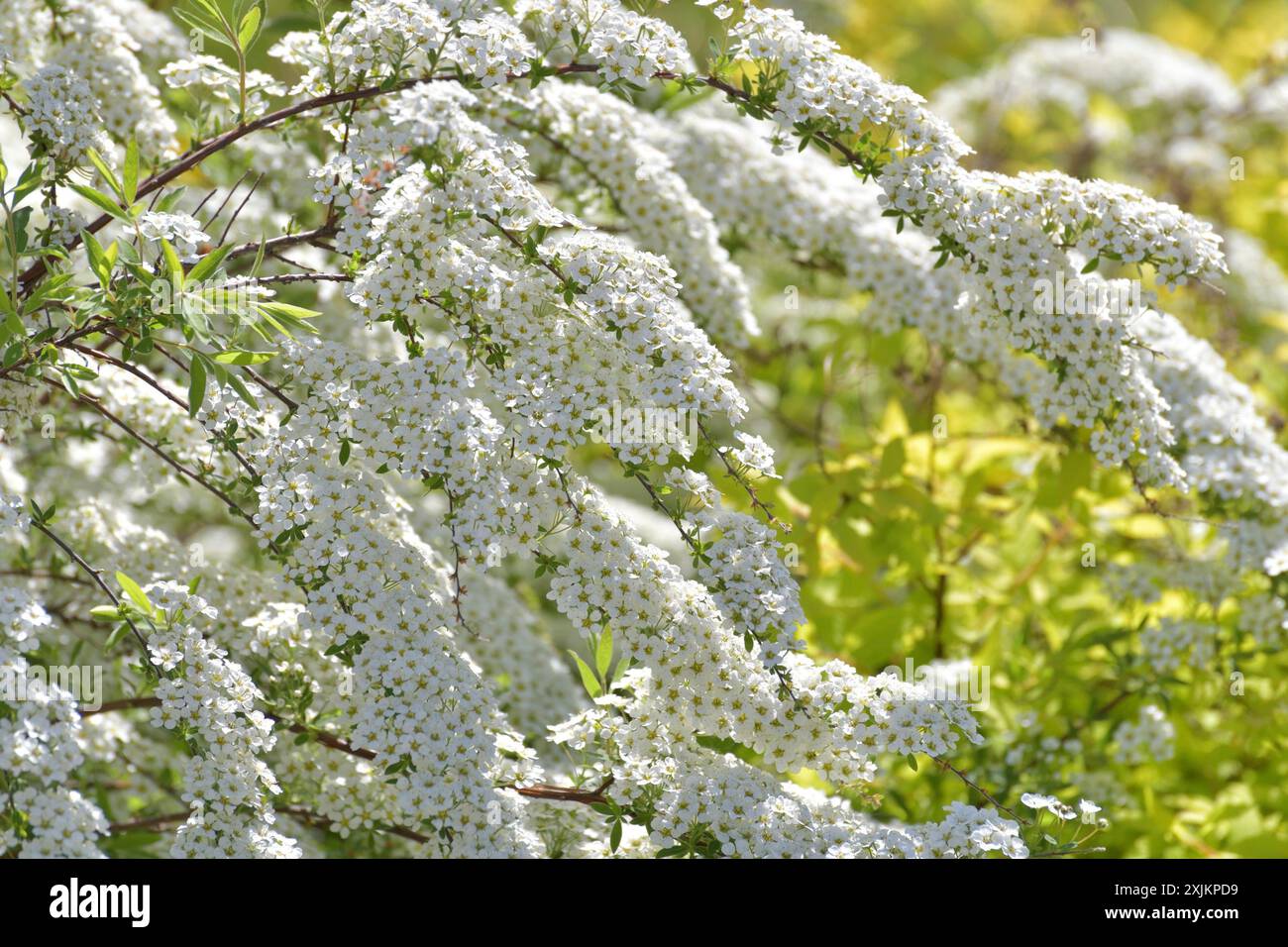 Spirea thunberg hi-res stock photography and images - Alamy