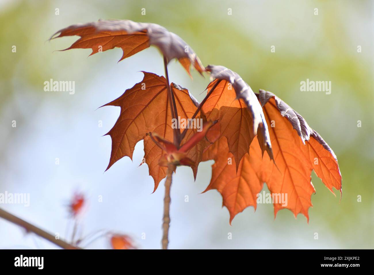 Red maple leaves in early spring Stock Photo - Alamy