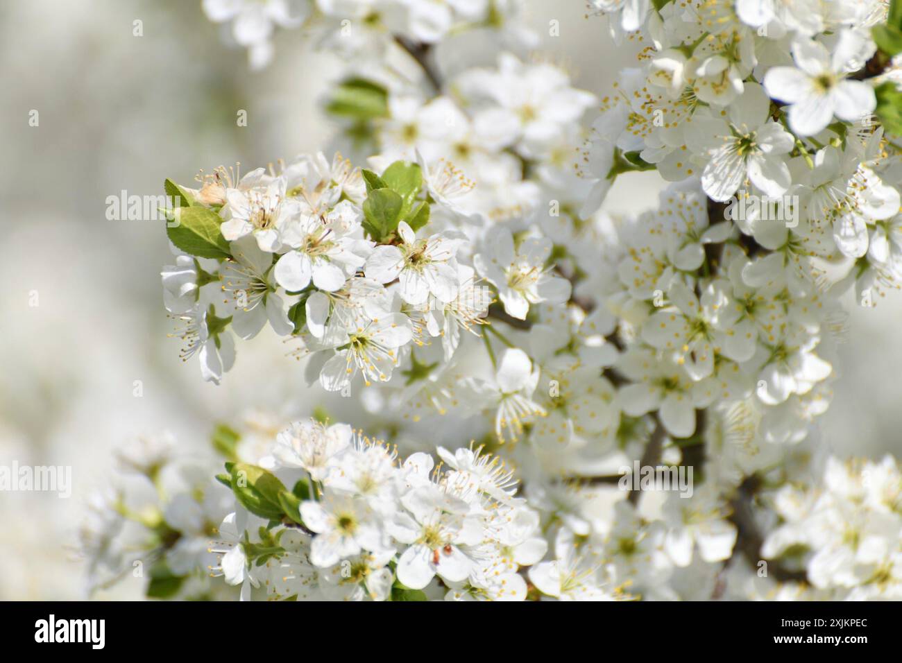 Cherry tree blooms profusely in spring Stock Photo - Alamy