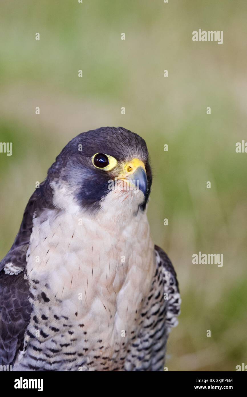 Wild peregrine falcon perched hi-res stock photography and images - Alamy