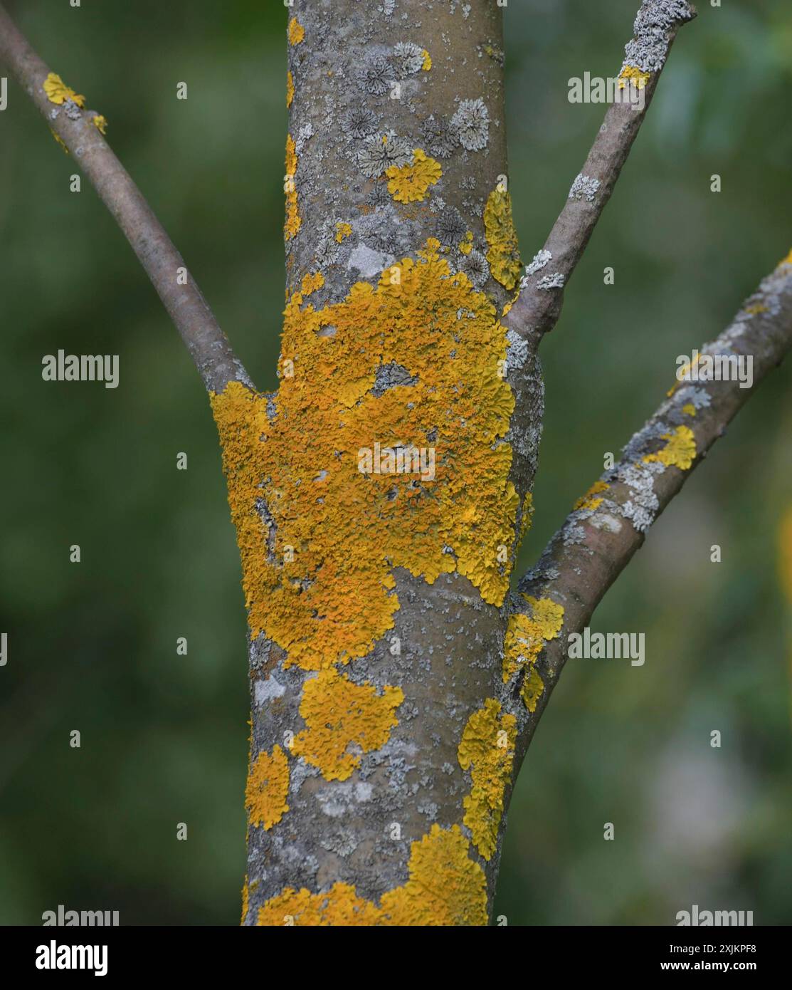 Tree trunk infected with fungi of Teloschistaceae family Stock Photo ...