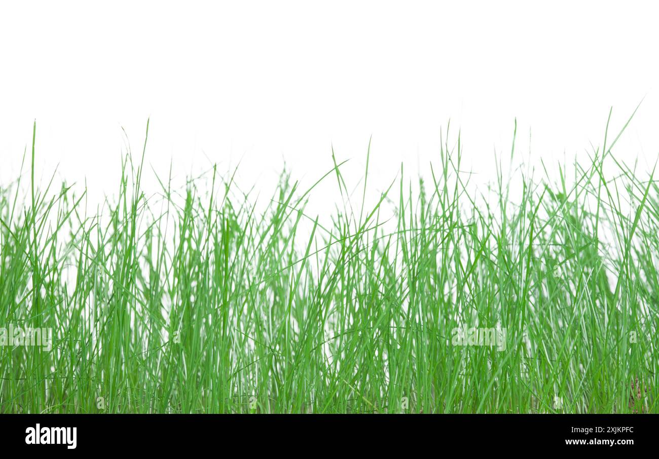The green grass isolated on white. Side view Stock Photo - Alamy