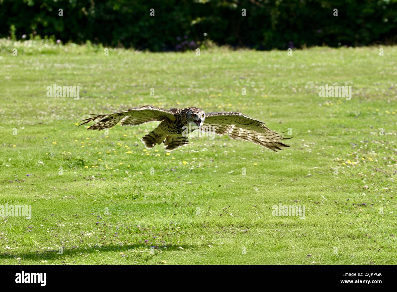 Captive bred Eurasian Eagle Owl (Bubo bubo) flying low over a field in ...