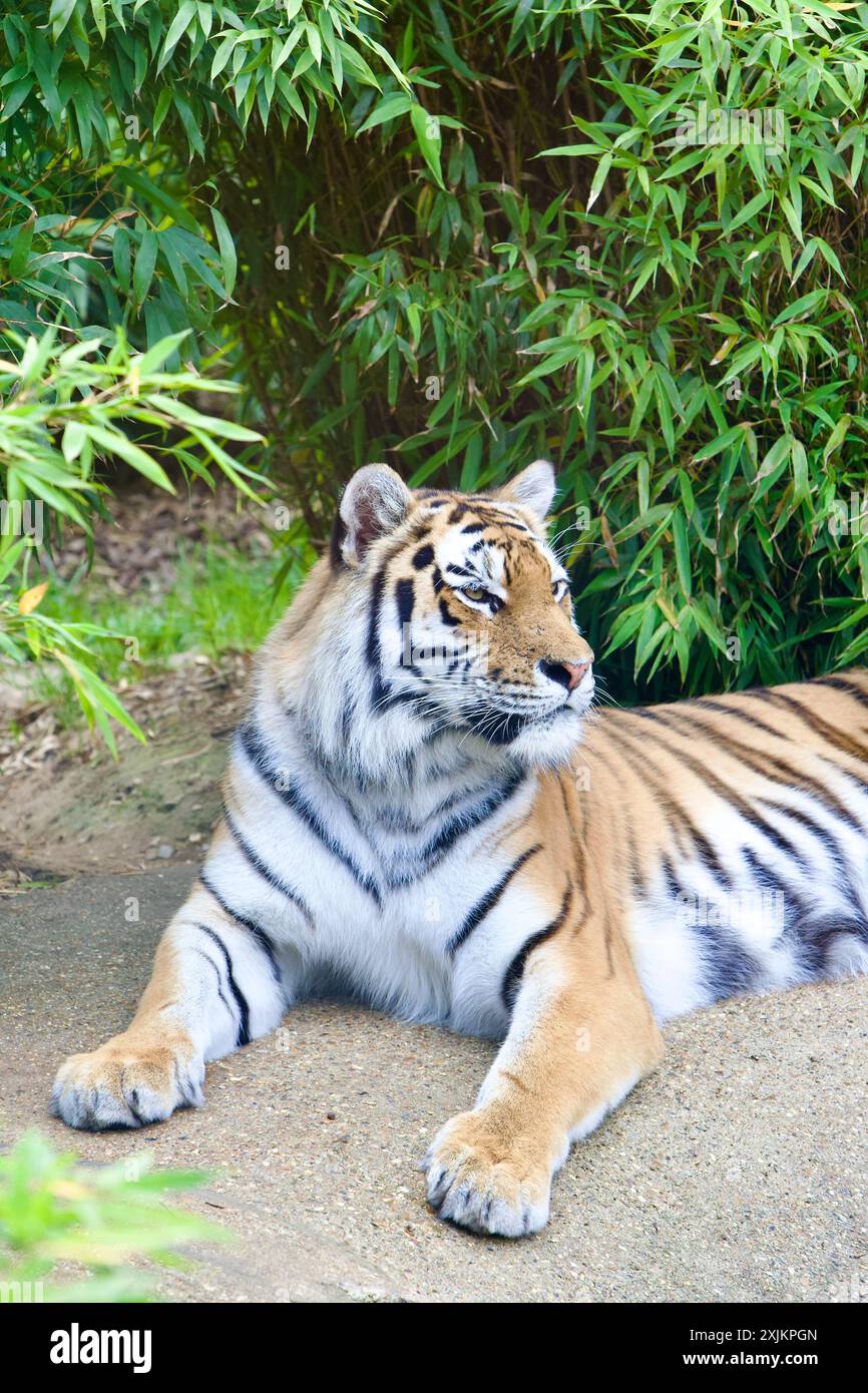 Female siberian tiger hi-res stock photography and images - Alamy
