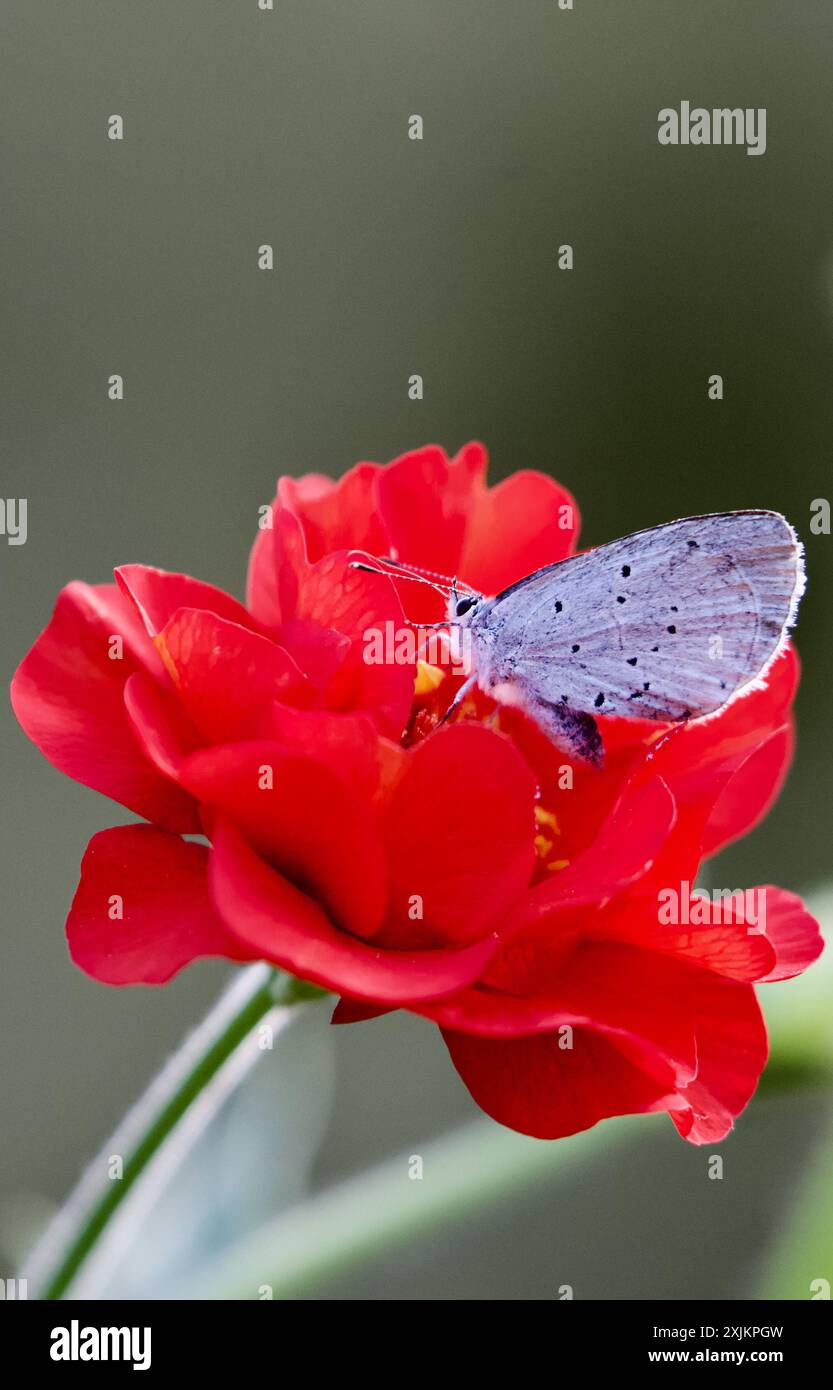 Holly blue butterfly isolated hi-res stock photography and images - Alamy