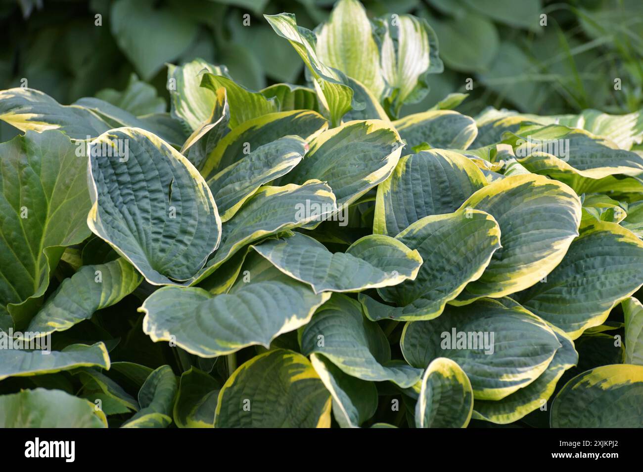 The Big leaves Hosta 'Emily Dickinson' variegated variety botanical plant Stock Photo - Alamy