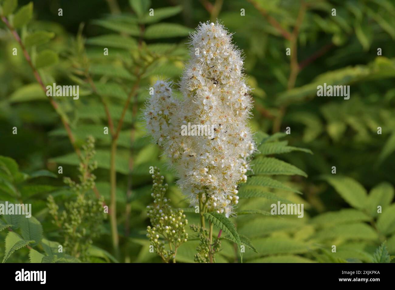 Sorbaria sorbifolia, Fieldfare blooms profusely in summer Stock Photo ...