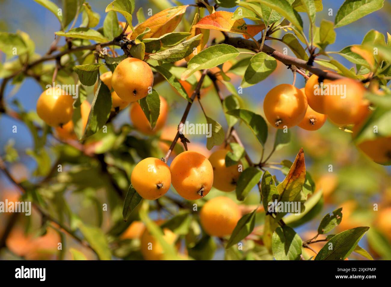 Apple tree fruits of Chinese golden variety Stock Photo - Alamy