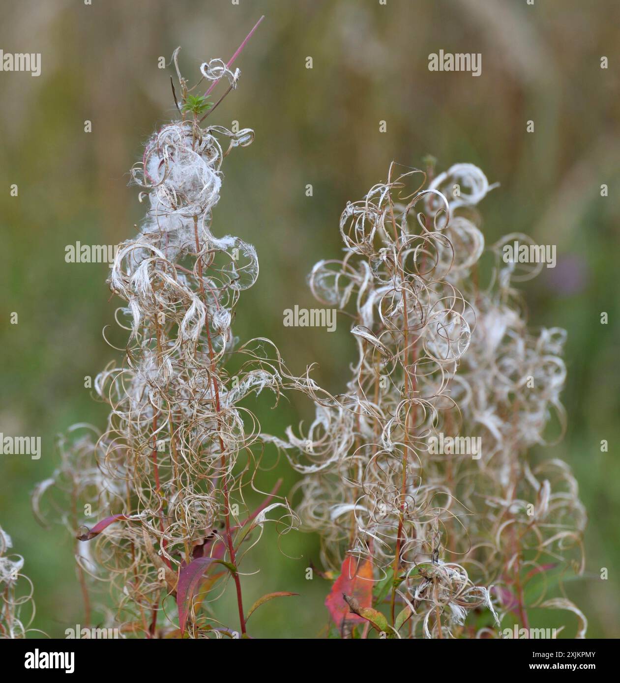 Chamaenerion angustifolium seeds hi-res stock photography and images ...