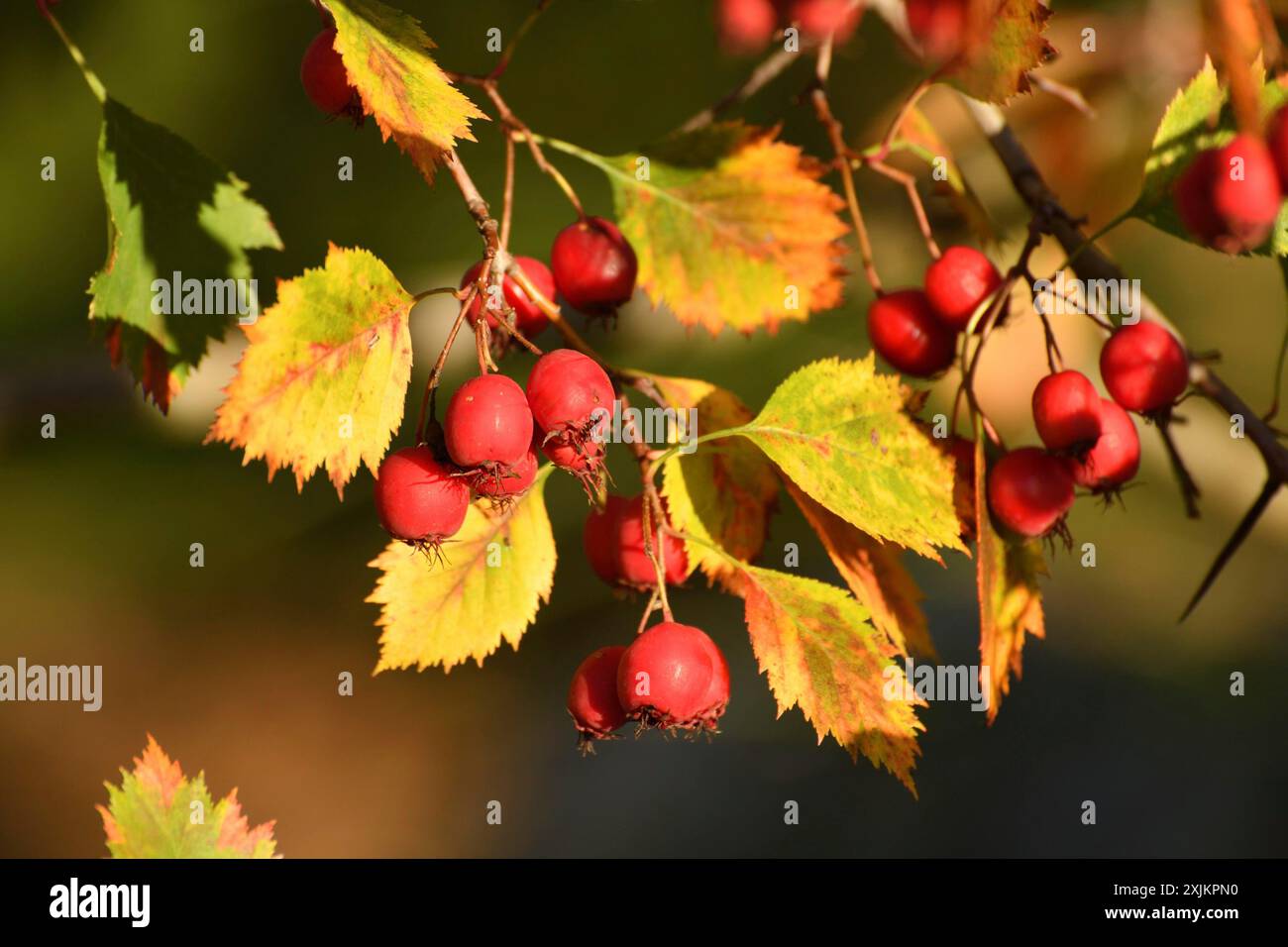 Hawthorn tuft hi-res stock photography and images - Alamy