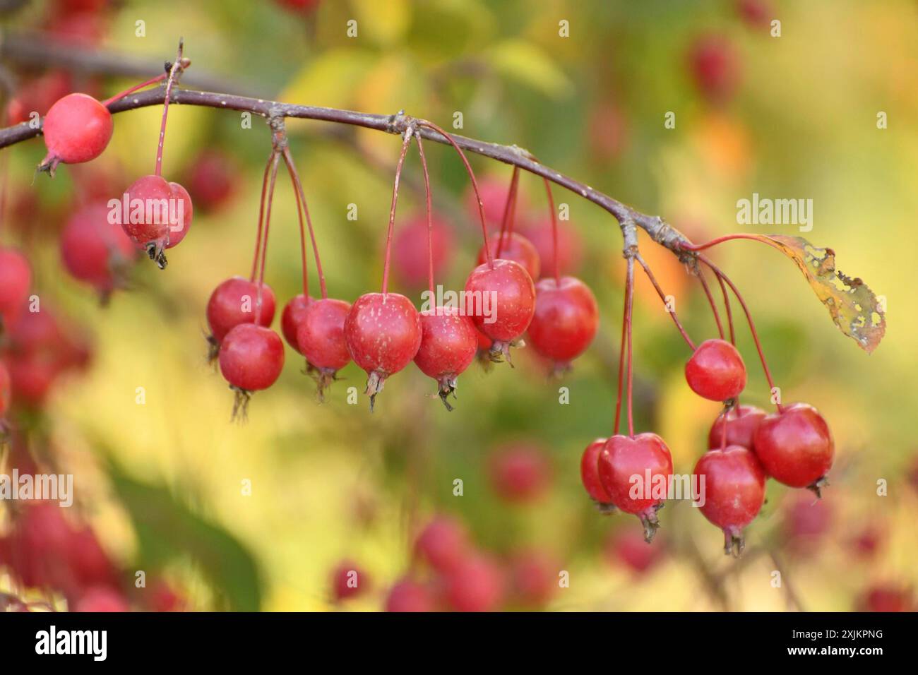 Chinese fruits hi-res stock photography and images - Alamy