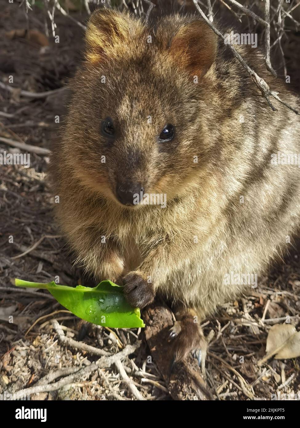 Captured Magic: The Smiling Moments of Quokkas Stock Photo - Alamy