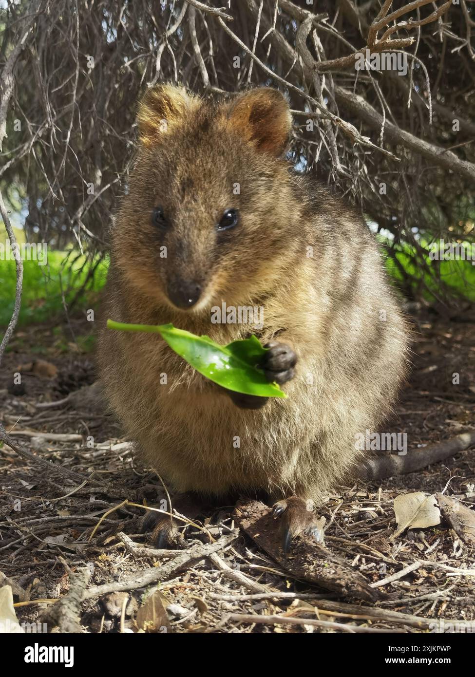 Quokka behavior hi-res stock photography and images - Alamy
