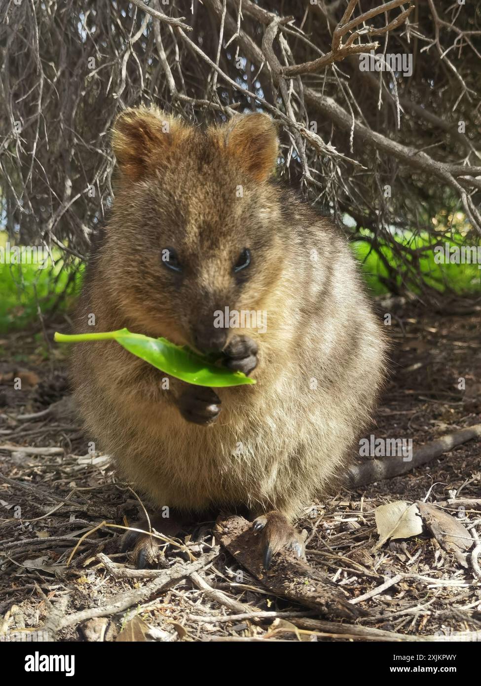 Captured Magic: The Smiling Moments of Quokkas Stock Photo - Alamy