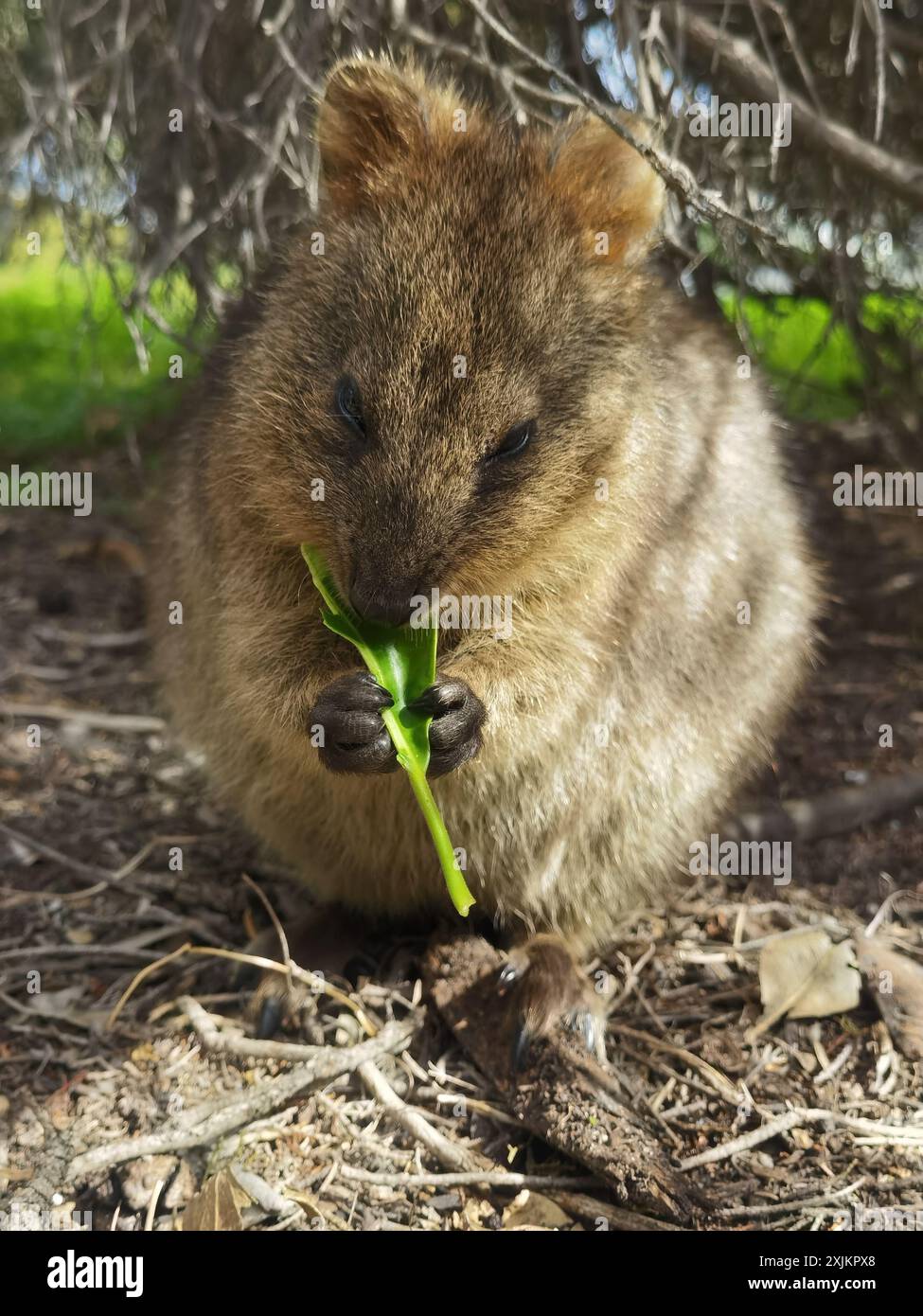 Captured Magic: The Smiling Moments of Quokkas Stock Photo - Alamy