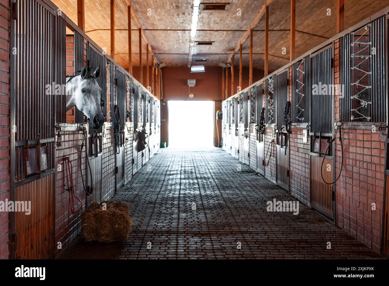 horse stable with horses in their stables inside an equestrian center ...