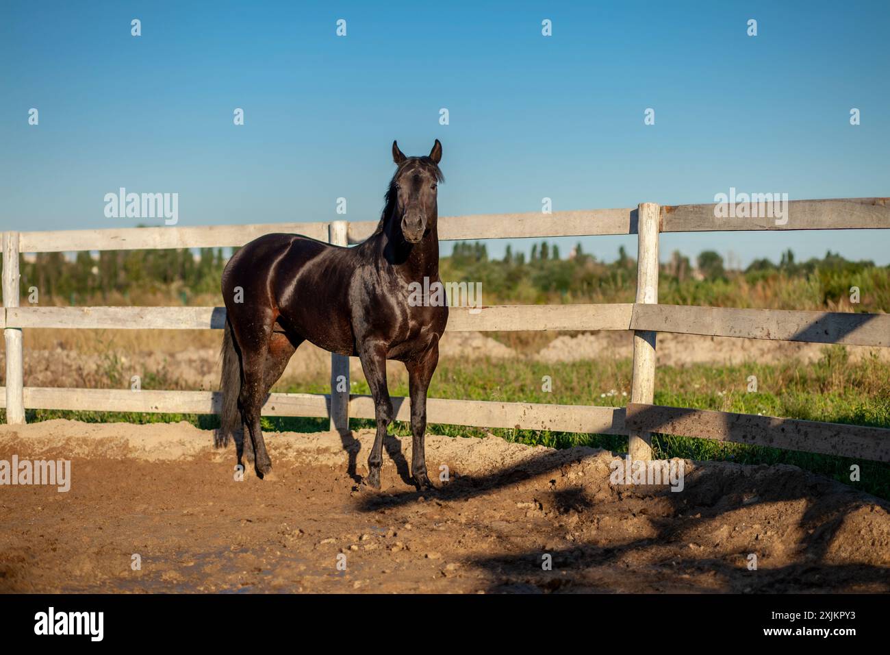 strong black breed stallion horse running and jumping in arena on sunny ...