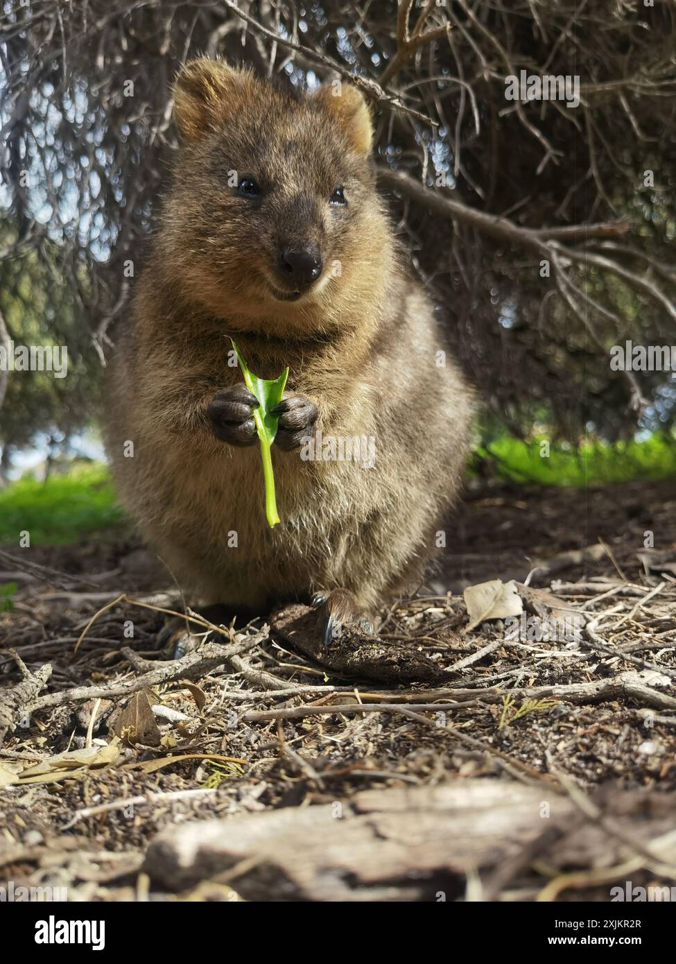 Quokka sightings hi-res stock photography and images - Alamy