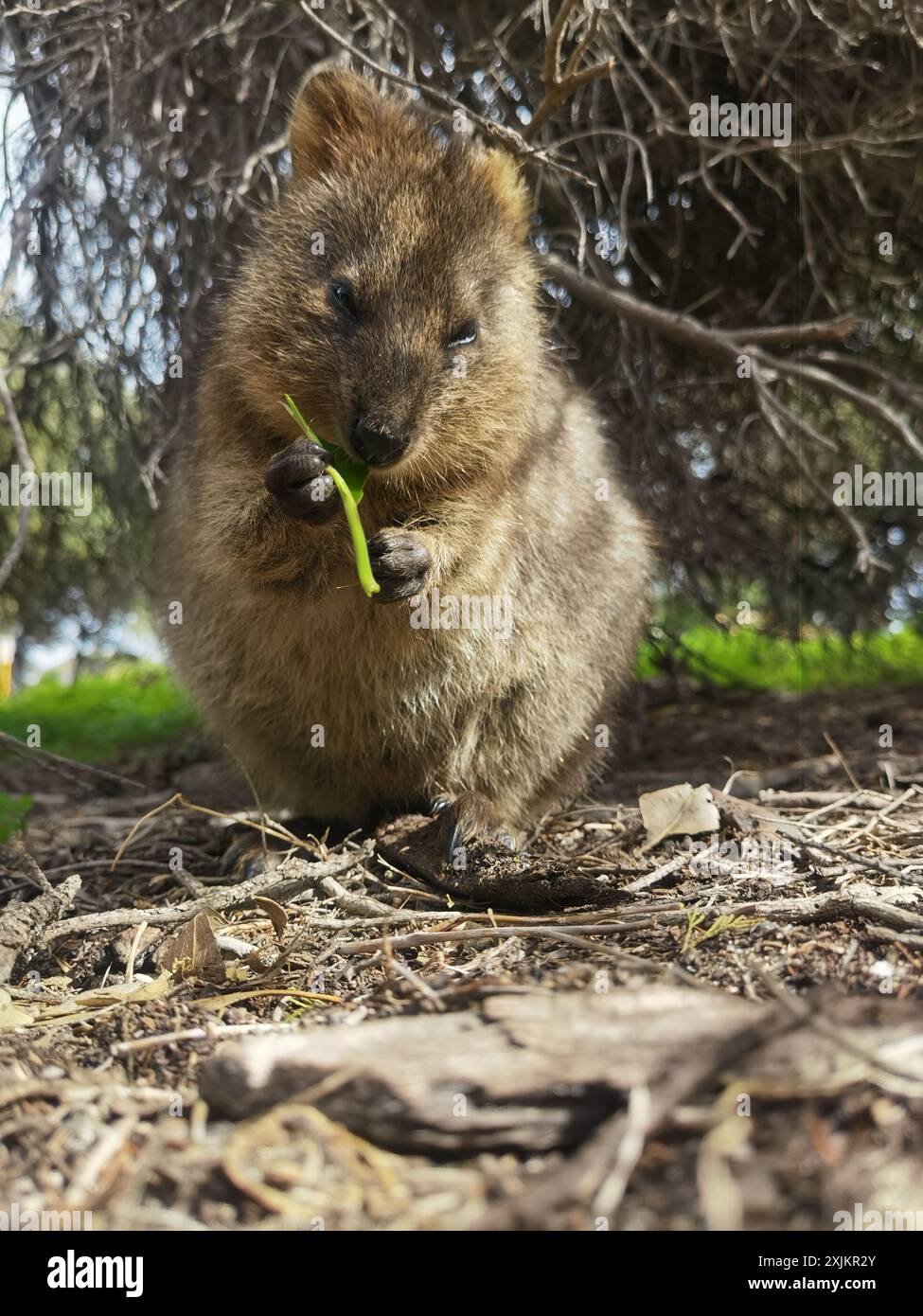 Captured Magic: The Smiling Moments of Quokkas Stock Photo - Alamy