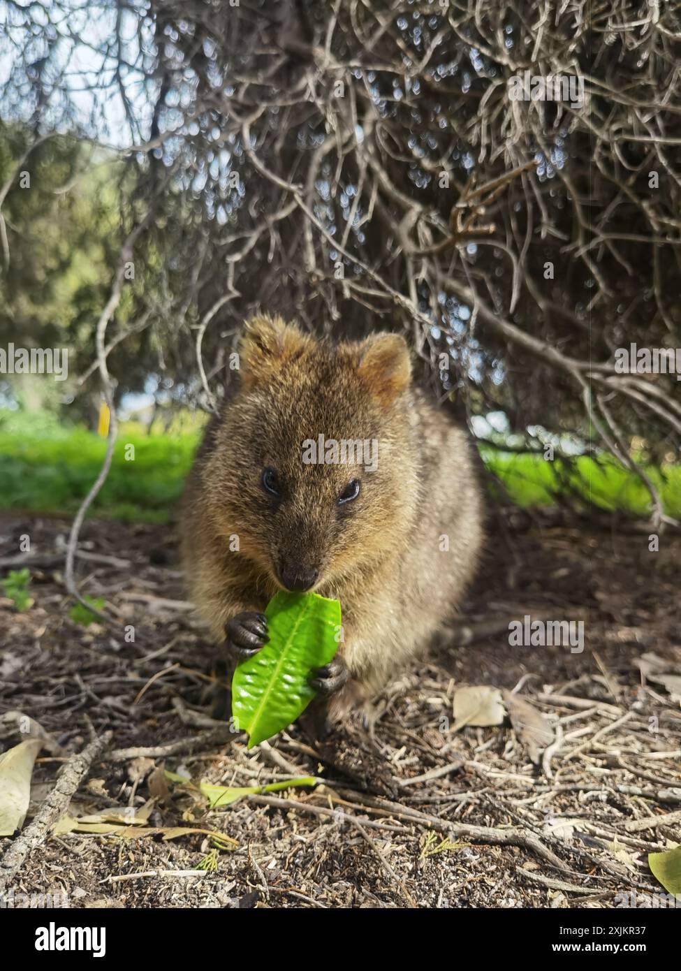 Quokka sanctuary hi-res stock photography and images - Alamy