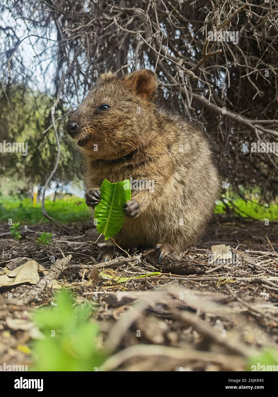 Quokka behavior hi-res stock photography and images - Alamy