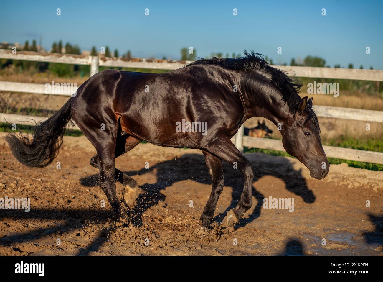 strong black breed stallion horse running and jumping in arena on sunny ...