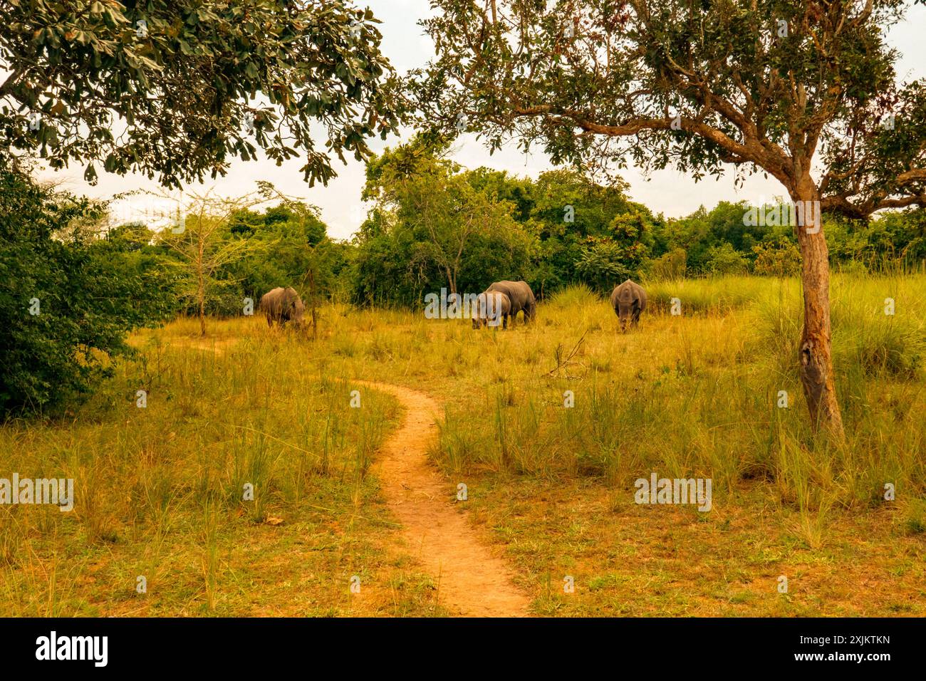 A Crash of Southern White Rhinos grazing in the wild at Ziwa Rhino ...
