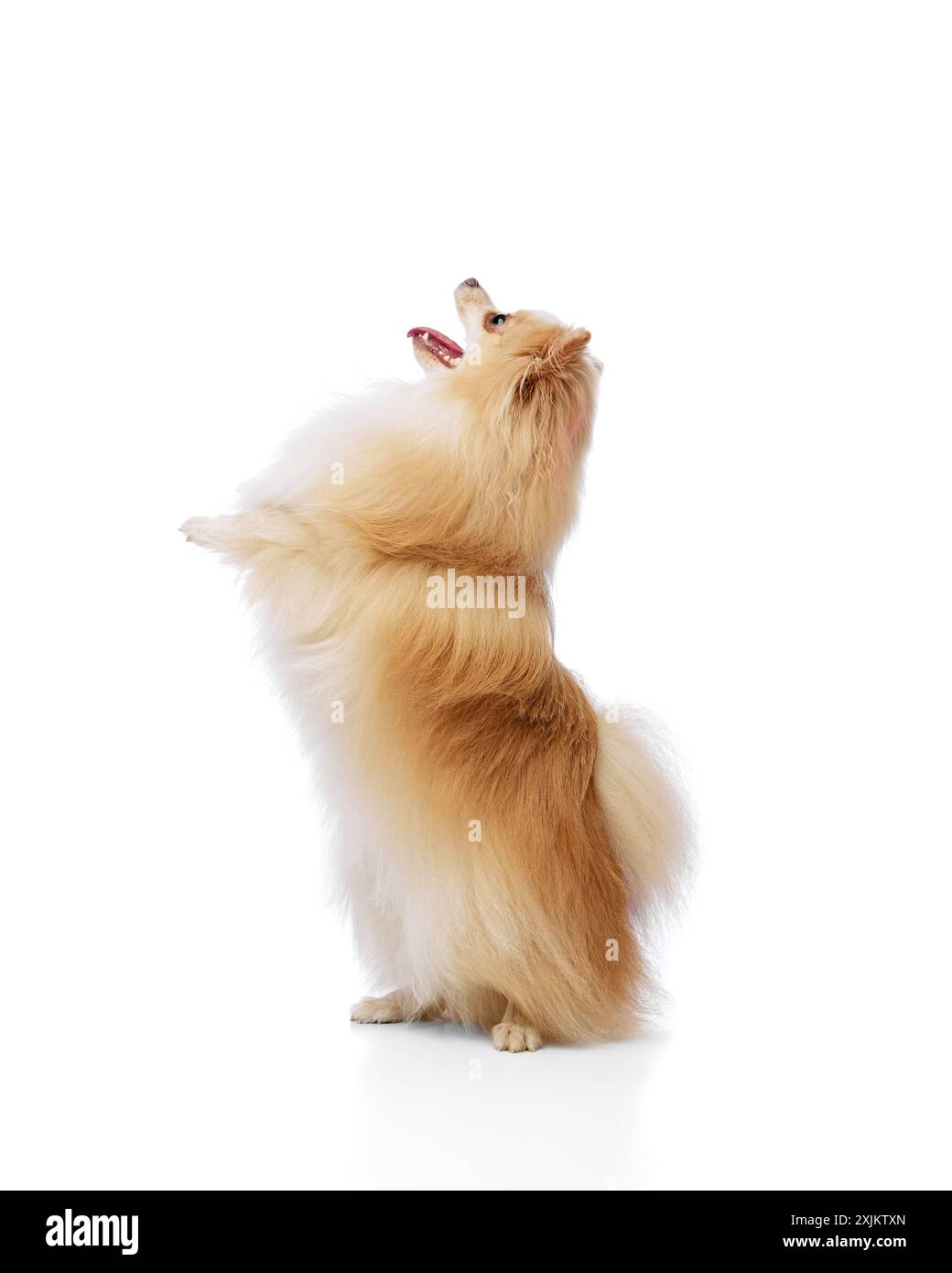 Funny playful, purebred Pomeranian Spitz posing, stands on hind legs ...