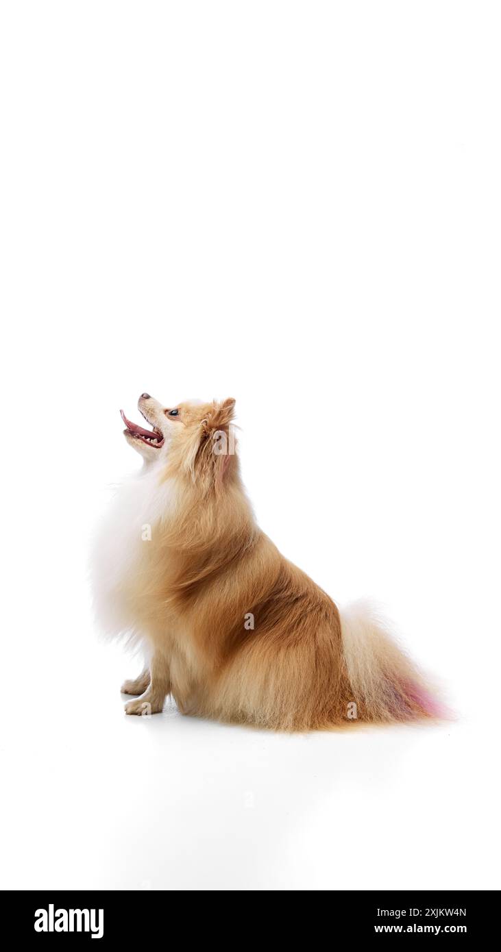 Side view portrait of cute little purebred Pomeranian Spitz posing ...